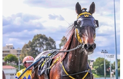 Australian Harness Racing