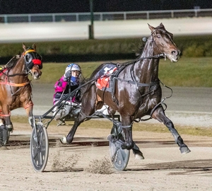 Top Stories - Australian Harness Racing