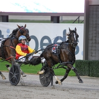 News Article - Australian Harness Racing