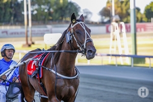News Article - Australian Harness Racing