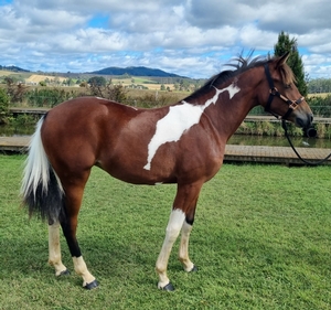 News Article - Australian Harness Racing