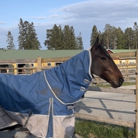 News Article - Australian Harness Racing