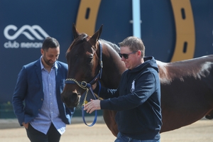 News Article - Australian Harness Racing