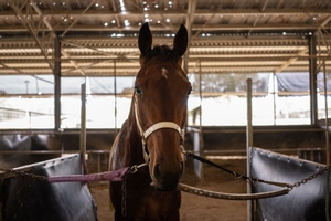 News Article - Australian Harness Racing