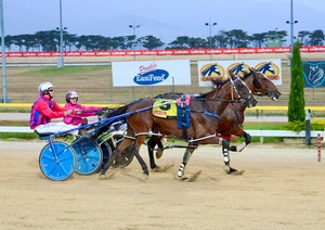 News Article - Australian Harness Racing