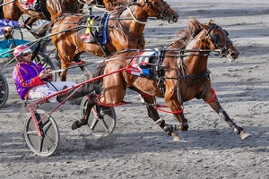 News Article - Australian Harness Racing