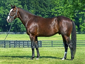 News Article - Australian Harness Racing