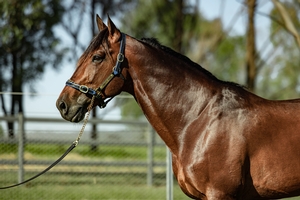 News Article - Australian Harness Racing