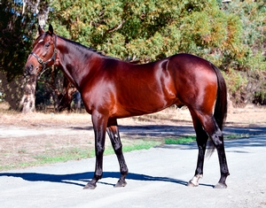 News Article - Australian Harness Racing