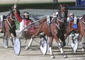 News Article - Australian Harness Racing