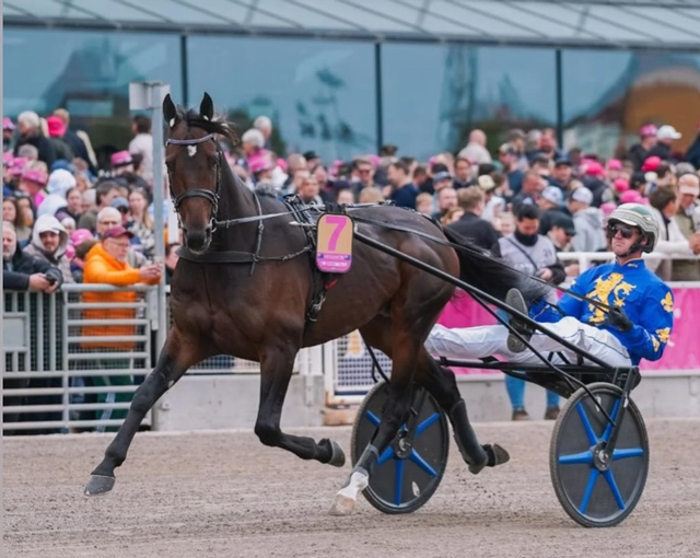 Home - Australian Harness Racing