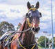 Australian Harness Racing